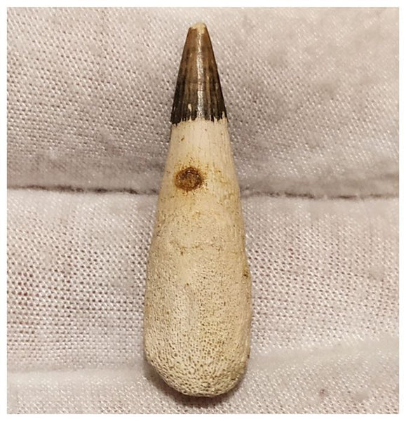 Exceedingly Rare Ichthyosaur (Platypterygius) Tooth - Cretaceous Russia ...