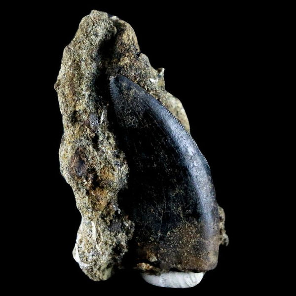 10057 - Amazing Albertosaurus Serrated Dinosaur Tooth in Natural Matri ...