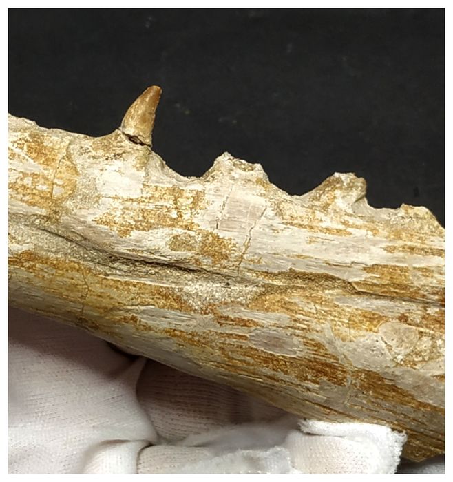 Amazing Large Halisaurus arambourgi (Mosasaur) Partial Left Hemi Jaw ...