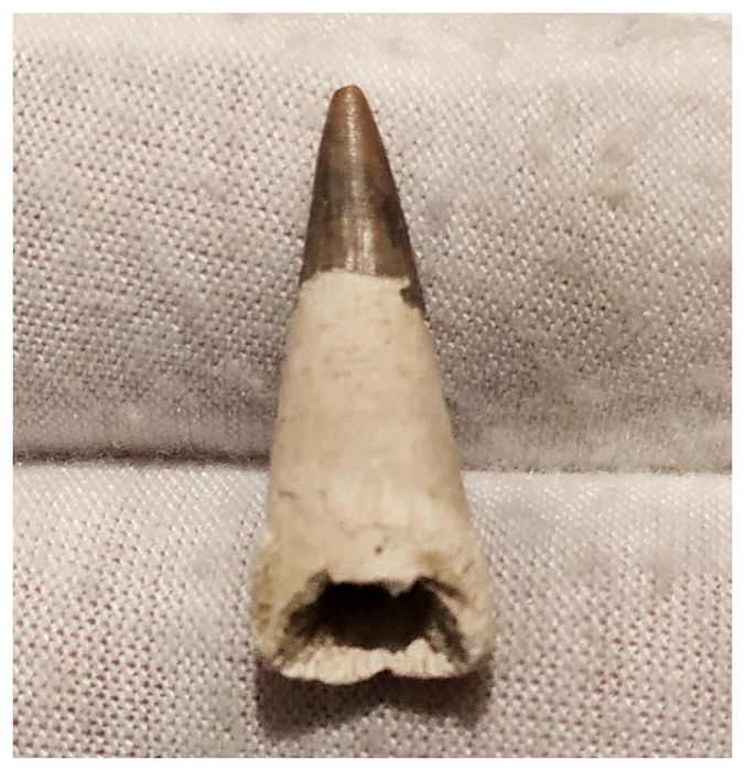 Exceedingly Rare Ichthyosaur (Platypterygius) Tooth - Cretaceous Russia ...