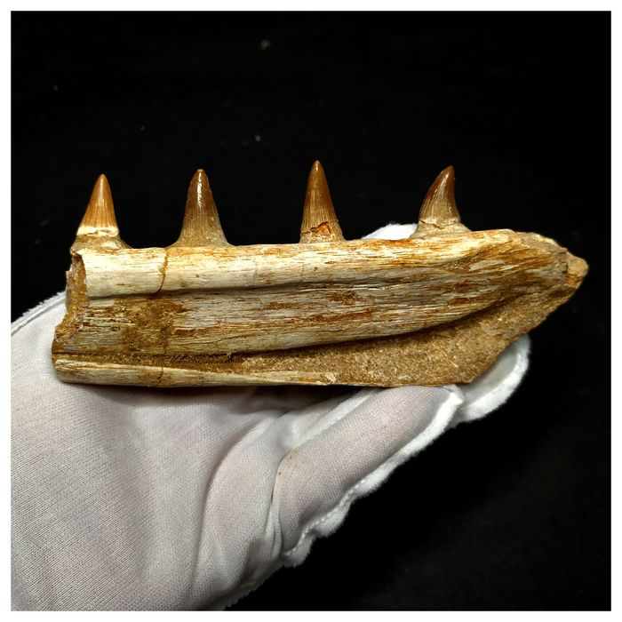 Great Platecarpus ptychodon (Mosasaur) Partial Jaw with Teeth ...