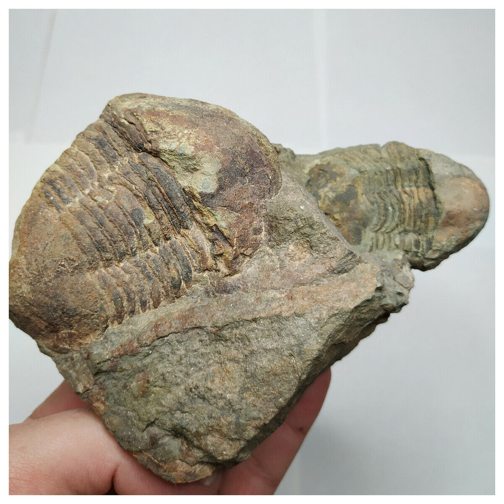 Lot of Decorative Fossils - 143936022763 Order – Jurassic-Dreams.com