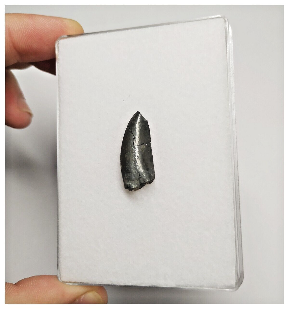 T245 - Kryptops palaios Abelisaurid Theropod Dinosaur Tooth Cretaceous ...