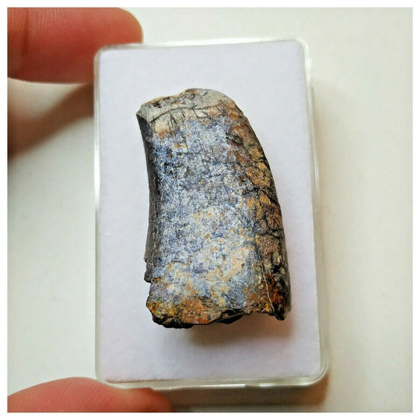 S30 - Rare Eocarcharia dinops Dinosaur Tooth - Cretaceous Elrhaz Fm Te ...