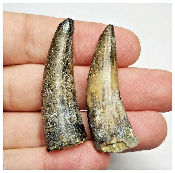 T217- Set of 2 Sarcosuchus imperator Crocodile Teeth Lower Cretaceous ...