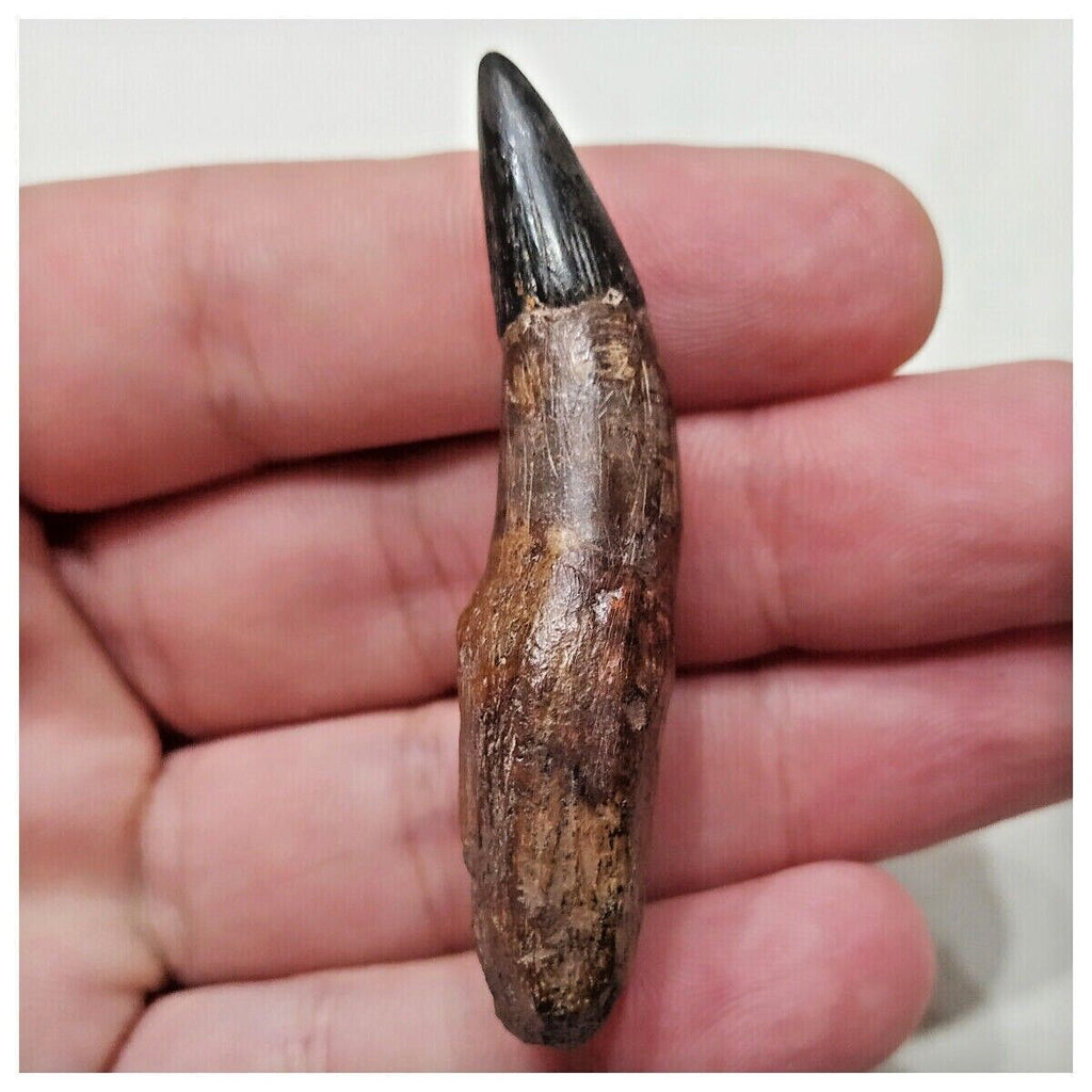 F10 - Exceedingly Rare Ichthyosaur (Platypterygius) Rooted Tooth Creta ...