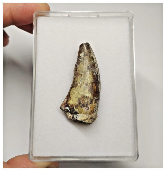 T14 - Top Rare Eocarcharia dinops Dinosaur Tooth - Cretaceous Elrhaz F ...