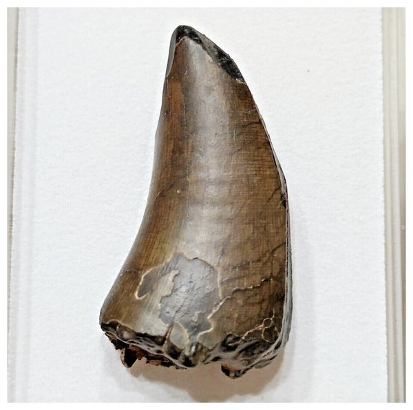 E6 - Rare Eocarcharia dinops Dinosaur Tooth - Cretaceous Elrhaz Fm Ten ...