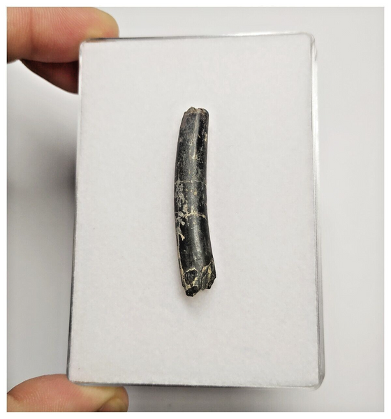 T171 - Rare Nigersaurus taqueti Sauropod Dinosaur Teeth Cretaceous Elr ...