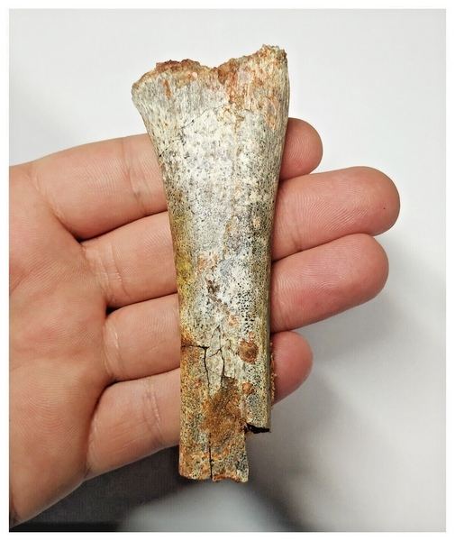 T264 - Rare Cretaceous Azhdarchid Pterosaur Wing Partial Phalanx 2 Bon ...