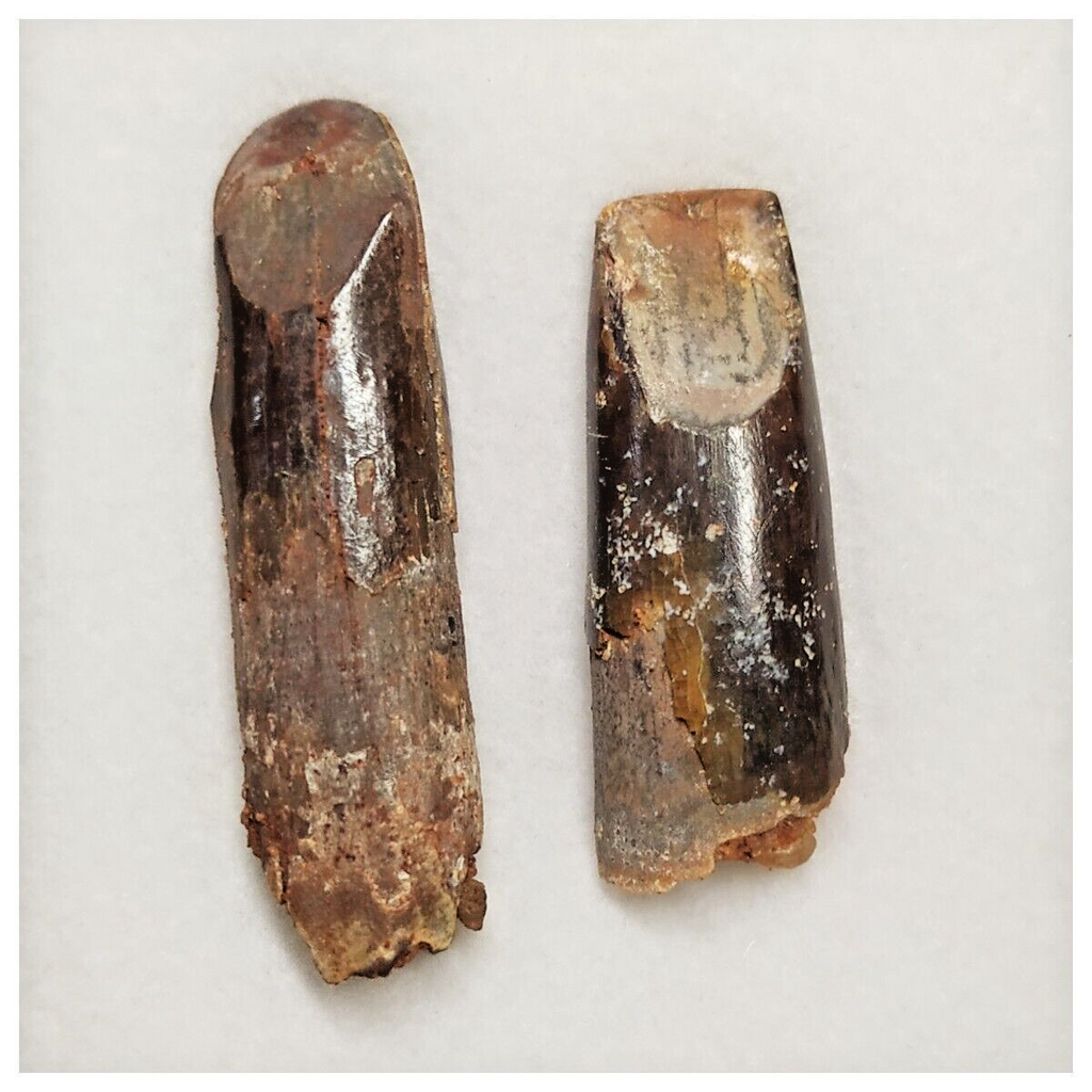 T202 - Set of 2 Finest Rebbachisaurus garasbae Diplodocoid Sauropod Di ...