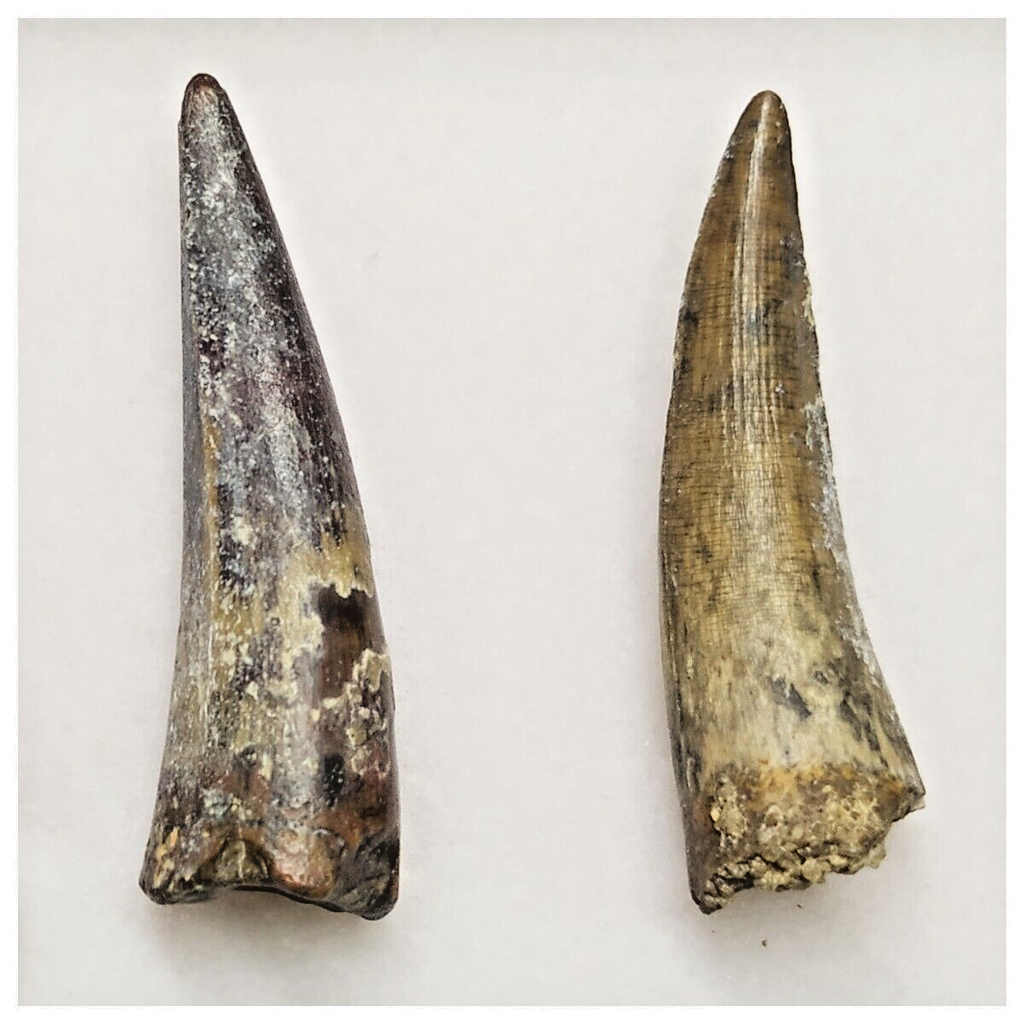 T231 - Set of 3 Sarcosuchus imperator Crocodile Teeth Lower Cretaceous ...