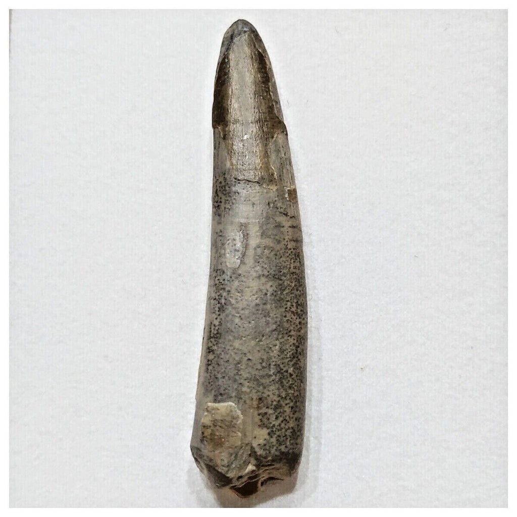 E13 - Top Rare Ornithocheirid Pterosaur Tooth - Lower Cretaceous - Elr ...