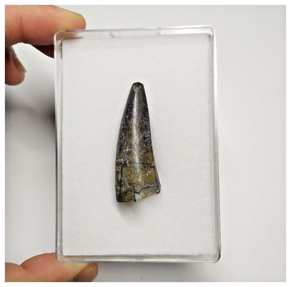 T216- Rare Huge Sarcosuchus imperator Crocodile Tooth Lower Cretaceous ...