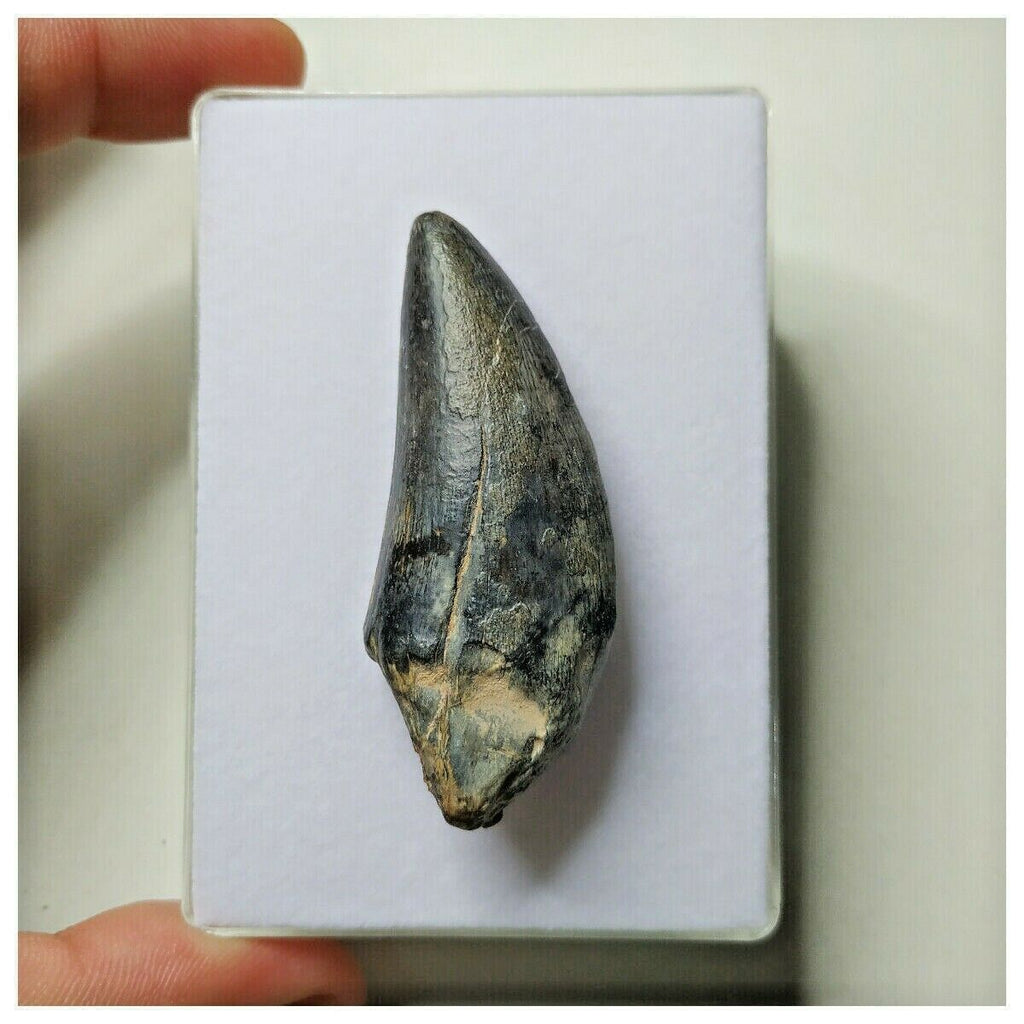 S5 - Rare Eocarcharia dinops Dinosaur Tooth - Cretaceous Elrhaz Fm Ten ...