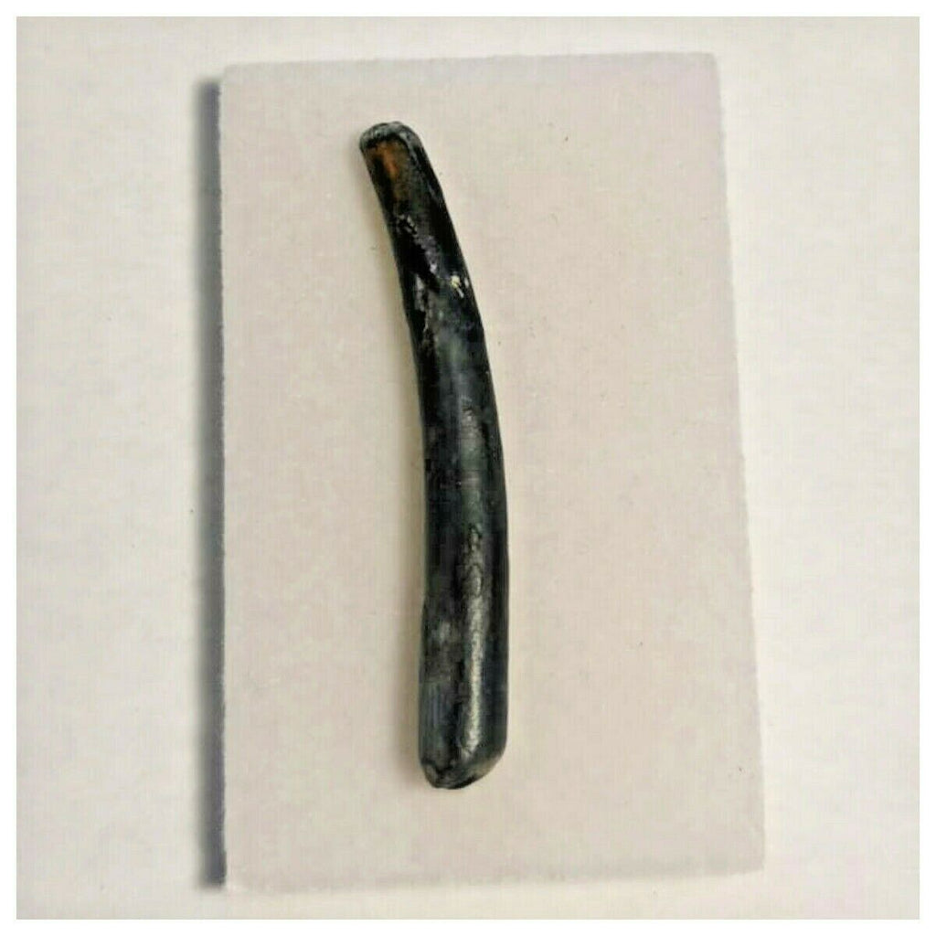 J2 - Top Rare Nigersaurus taqueti Sauropod Dinosaur Tooth Cretaceous E ...