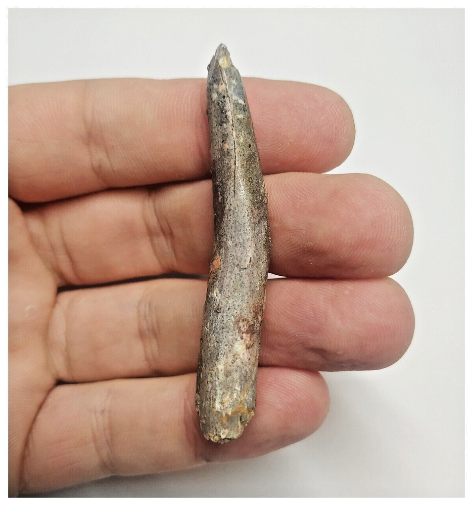T90 - Large Rebbachisaurus garasbae Diplodocoid Sauropod Dinosaur Toot ...