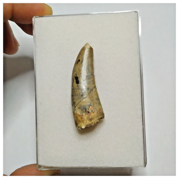 JS18 - Kryptops palaios Abelisaurid Theropod Dinosaur Tooth Cretaceous ...