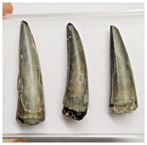 T215 - Set of 3 Sarcosuchus imperator Crocodile Teeth Lower Cretaceous ...