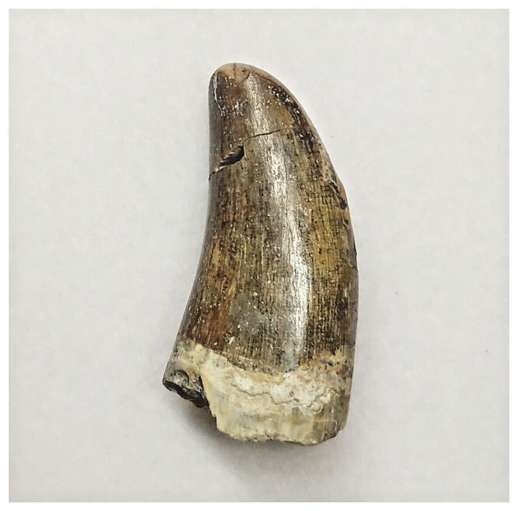 JS152 - Rare Eocarcharia dinops Dinosaur Tooth Cretaceous Elrhaz Fm Te ...