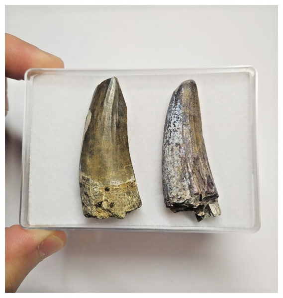 T87 - Set of 2 Suchomimus tenerensis Dinosaur Teeth Lower Cretaceous E ...