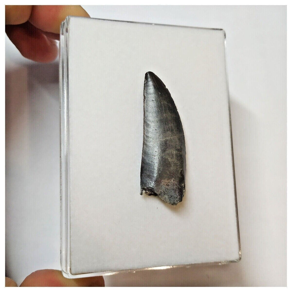 W1 - Kryptops palaios Abelisaurid Theropod Dinosaur Tooth Cretaceous E ...