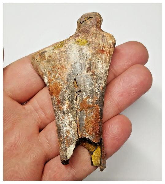 T259 - Rare Cretaceous Azhdarchid Pterosaur Wing Partial Phalanx 1 Bon ...