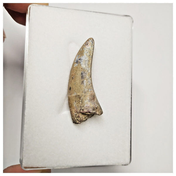 T208 - Rare Afrovenator abakensis Megalosaurid Dinosaur Tooth Jurassic ...