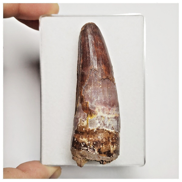 T222 - Great 2.71'' Red Spinosaurus Dinosaur Tooth Cretaceous KemKem B ...