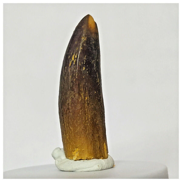 Z17 - Rebbachisaurus garasbae Diplodocoid Sauropod Dinosaur Tooth KemK ...