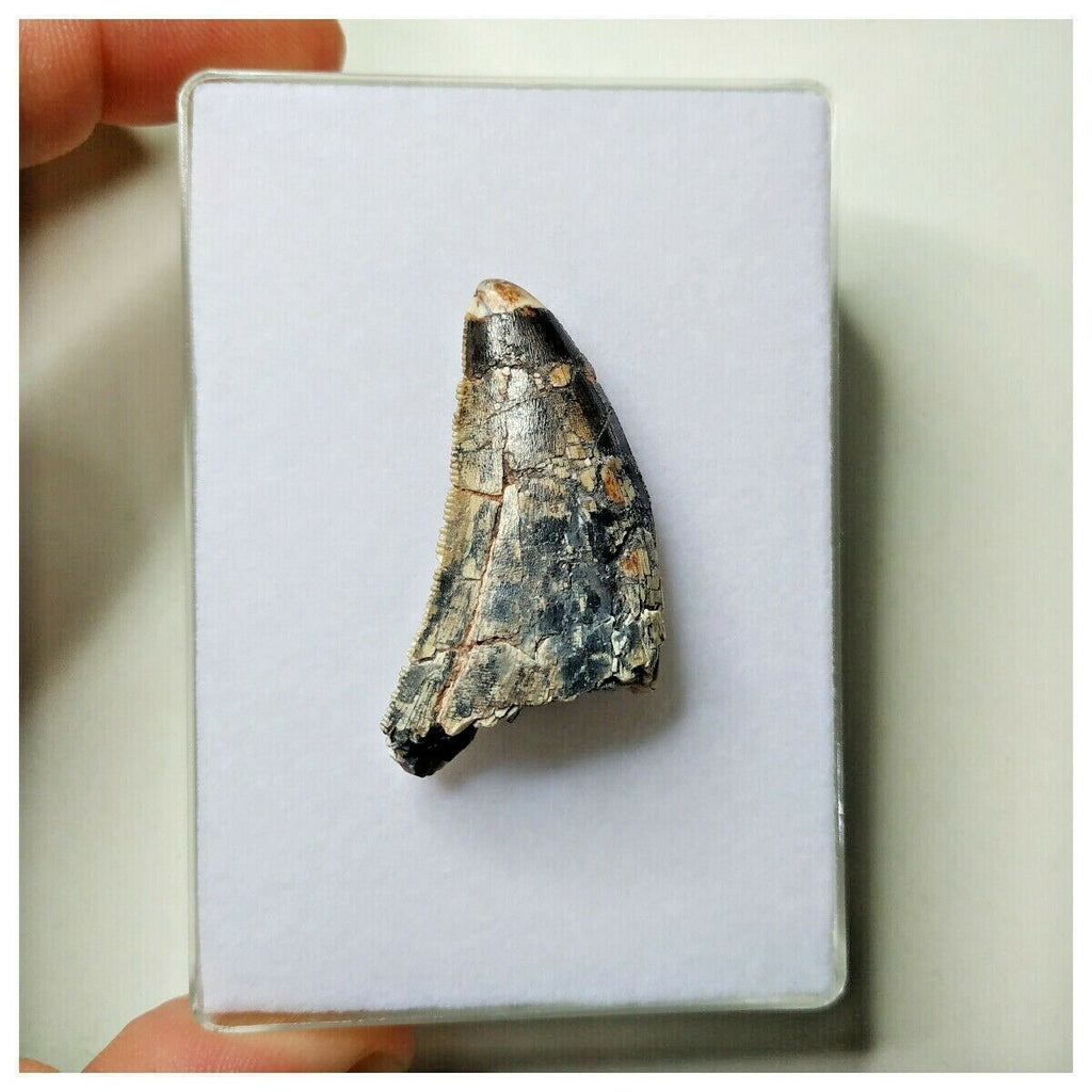 S3 - Rare Afrovenator abakensis Theropod Dinosaur Tooth - Jurassic Tio ...