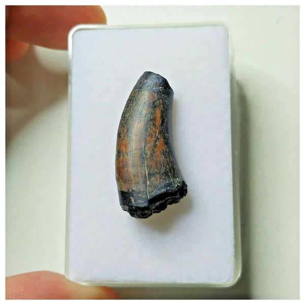 S28 - Rare Eocarcharia dinops Dinosaur Tooth - Cretaceous Elrhaz Fm Te ...