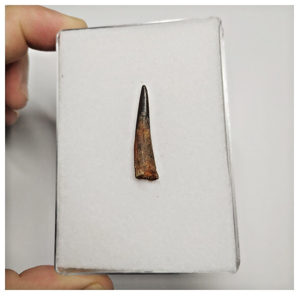 T169 - Nicely Preserved Pterosaur (Coloborhynchus) Tooth Cretaceous Ke ...