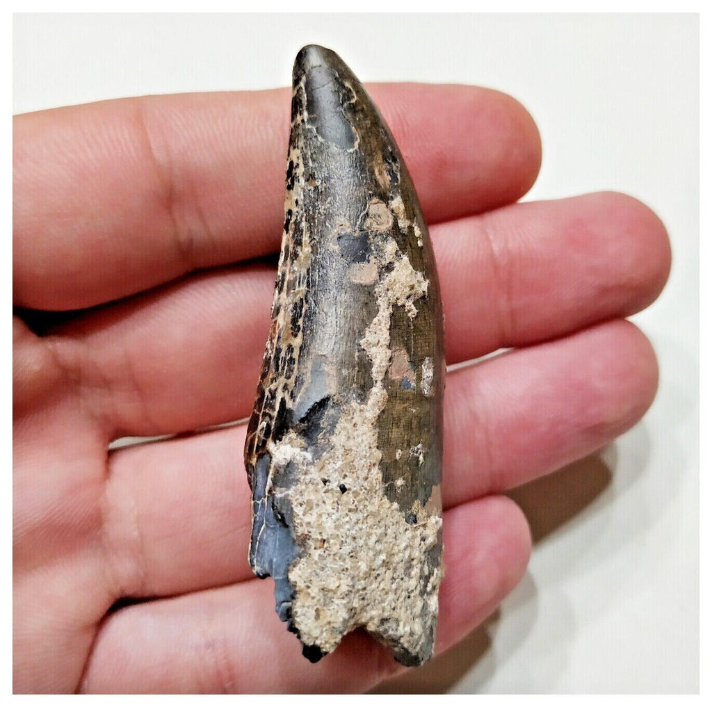 E5 - Rare Eocarcharia dinops Dinosaur Tooth - Cretaceous Elrhaz Fm Ten ...