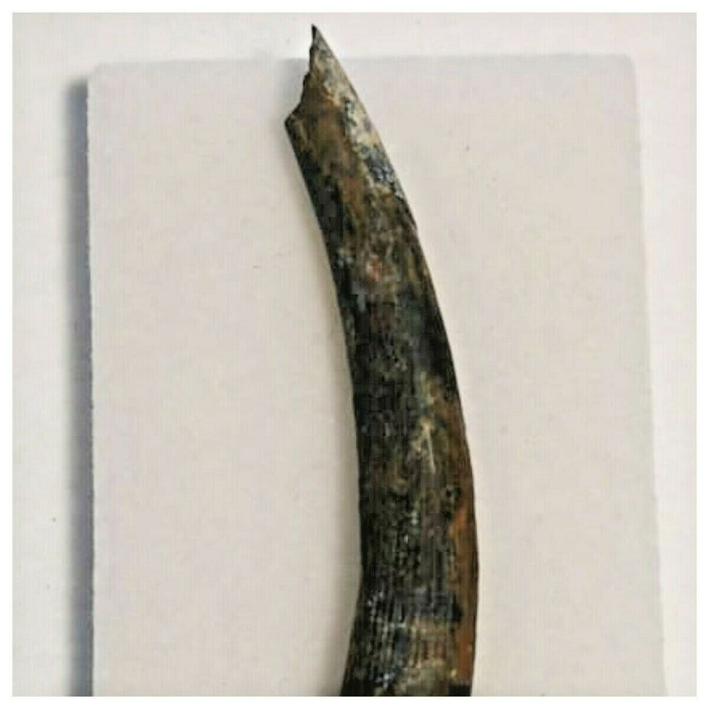 J1 - Top Rare 2.16'' Ornithocheirid Pterosaur Tooth - Lower Cretaceous ...