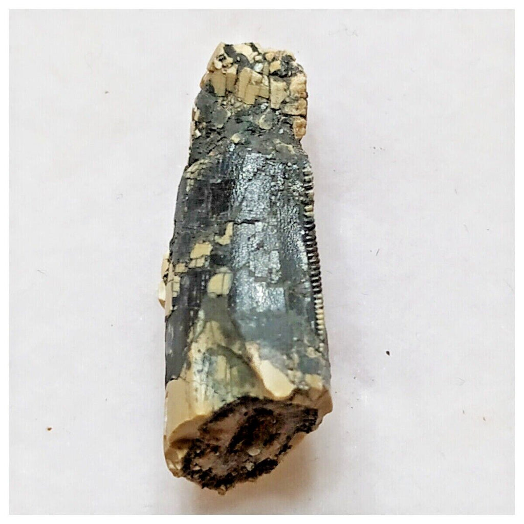 E16 - Rare Afrovenator abakensis Megalosaurid Dinosaur Tooth Jurassic ...