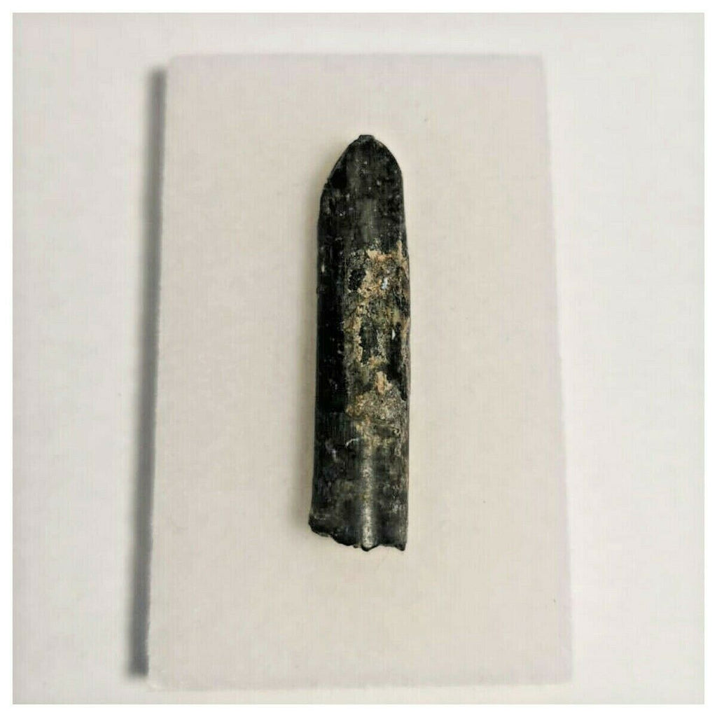 J5 - Top Rare Nigersaurus taqueti Sauropod Dinosaur Tooth Cretaceous E ...