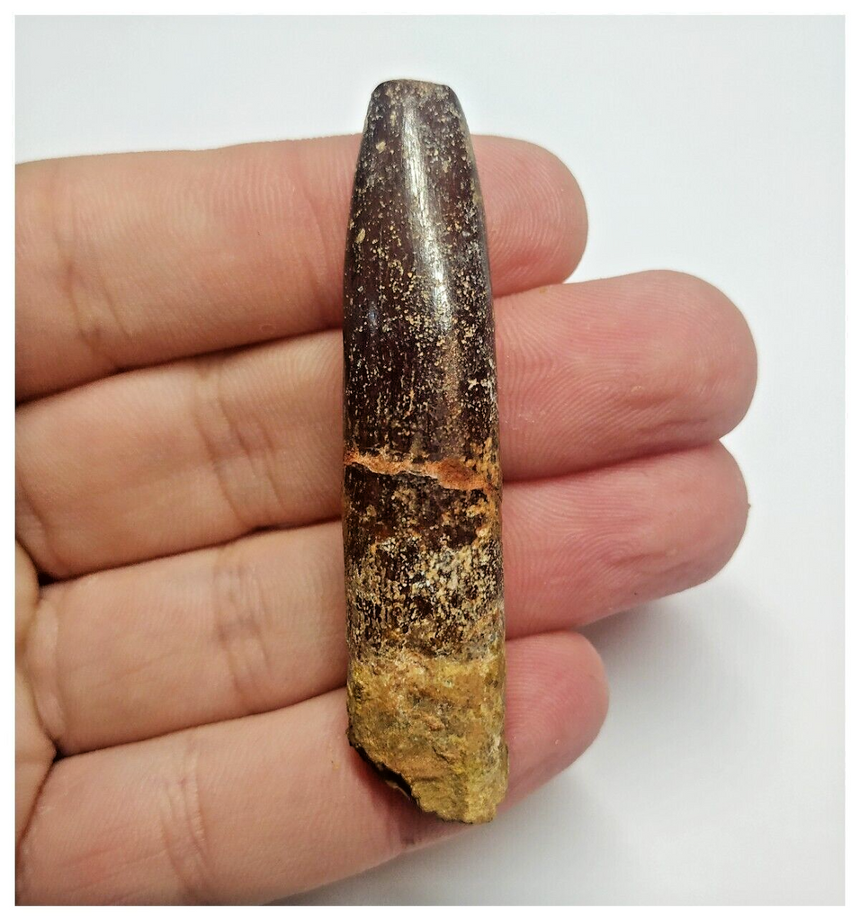 T79 - Huge Rebbachisaurus garasbae Diplodocoid Sauropod Dinosaur Tooth ...