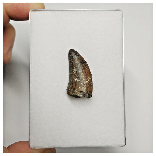 T164 - Rare Eocarcharia dinops Dinosaur Tooth Cretaceous Elrhaz Fm Ten ...