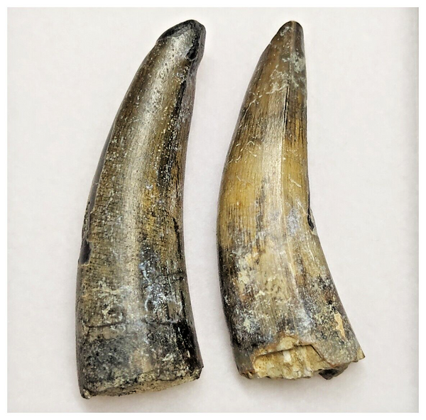 T217- Set of 2 Sarcosuchus imperator Crocodile Teeth Lower Cretaceous ...