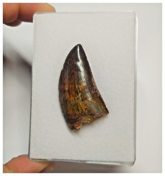 T74 - Finest Grade Black Carcharodontosaurus Dinosaur Tooth - Cretaceo ...