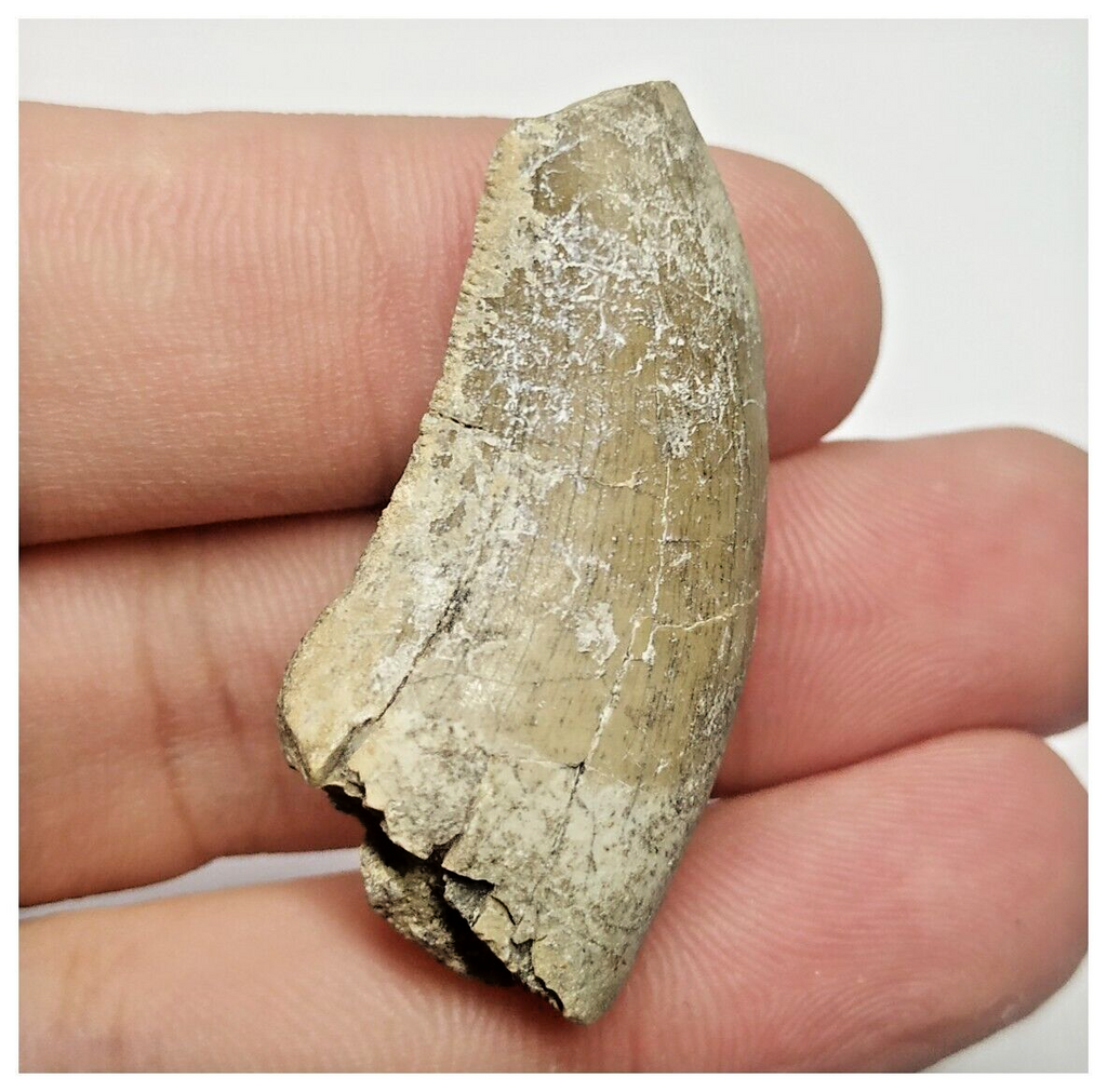 JS145 - Rare Eocarcharia dinops Dinosaur Tooth Cretaceous Elrhaz Fm Te ...