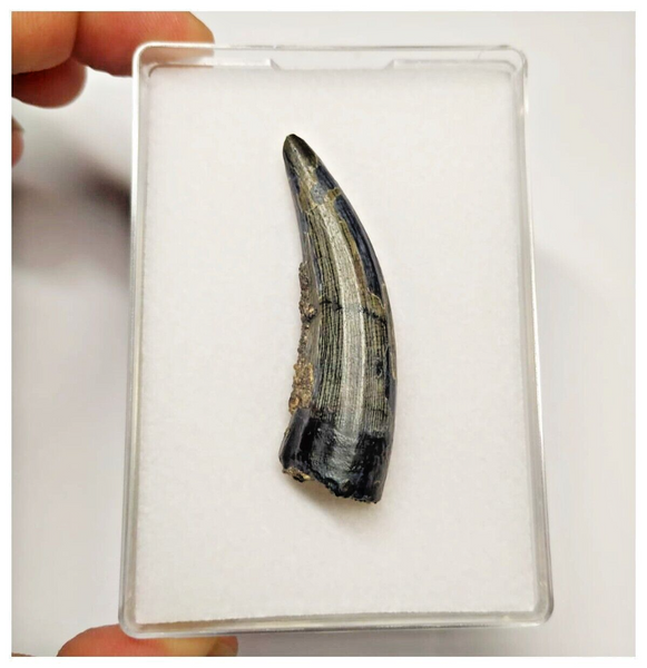 T40 - Rare Huge Sarcosuchus imperator Crocodile Tooth Lower Cretaceous ...