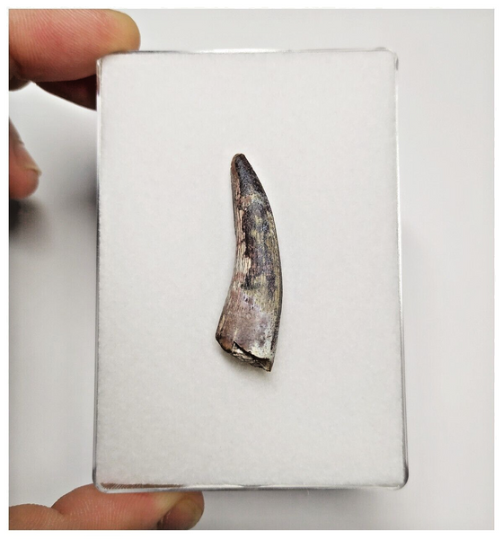 T244 - Rare Suchomimus tenerensis Dinosaur Tooth Lower Cretaceous Elrh ...