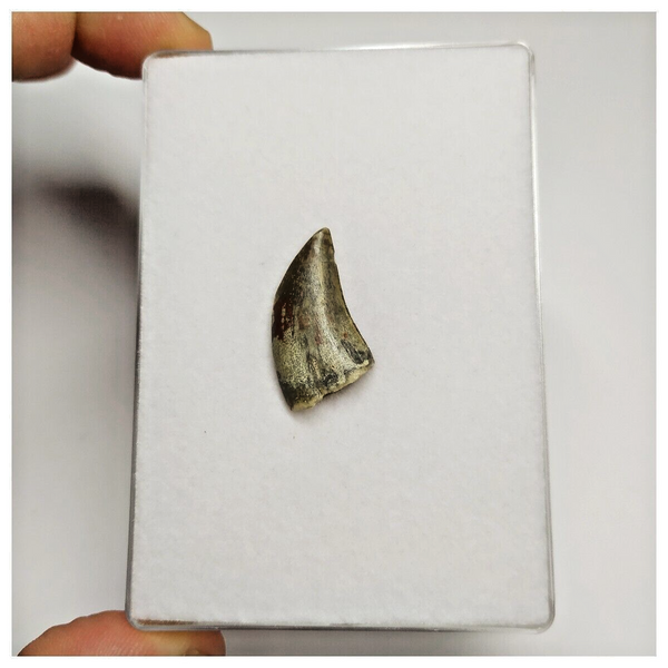 S41 - Eocarcharia dinops Dinosaur Tooth - Cretaceous Elrhaz Fm Tenere ...