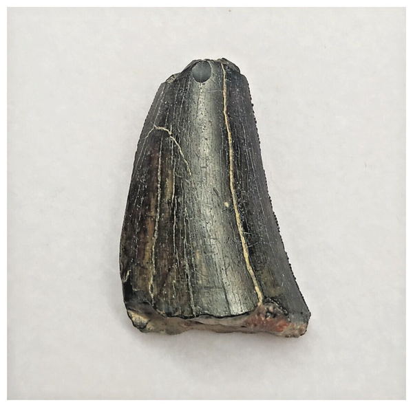 JS153 - Rare Eocarcharia dinops Dinosaur Tooth Cretaceous Elrhaz Fm Te ...