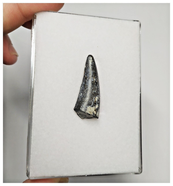 T209 - Kryptops palaios Abelisaurid Theropod Dinosaur Tooth Cretaceous ...