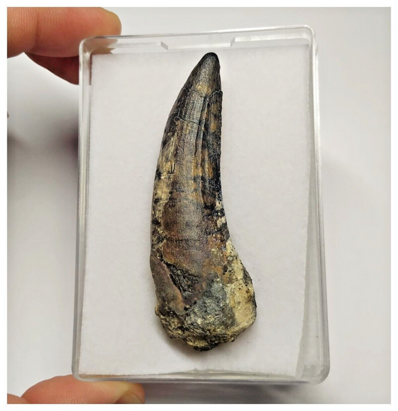 T17 - Rare Suchomimus tenerensis Dinosaur Tooth Lower Cretaceous Elrha ...