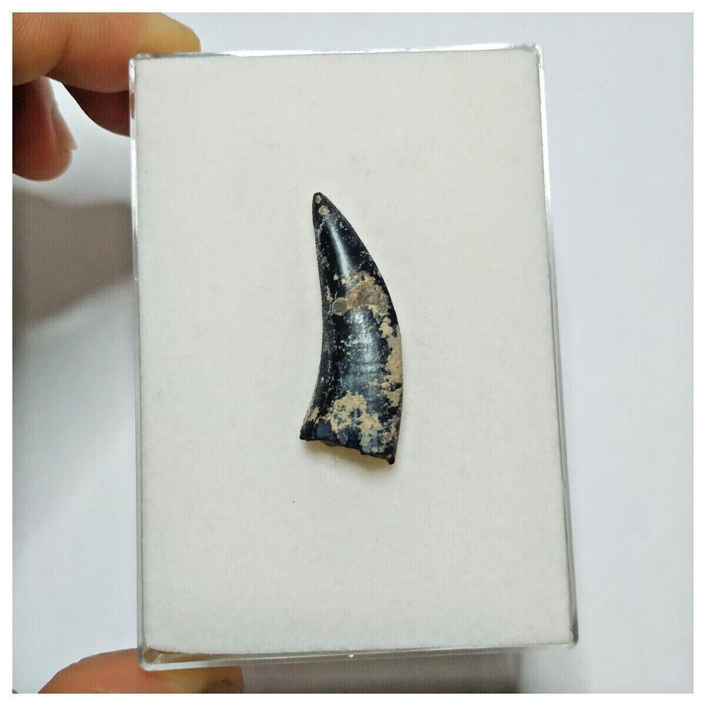 JS19 - Kryptops palaios Abelisaurid Theropod Dinosaur Tooth Cretaceous ...