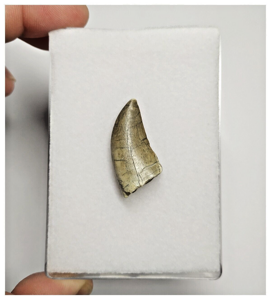 T163 - Rare Eocarcharia dinops Dinosaur Tooth Cretaceous Elrhaz Fm Ten ...